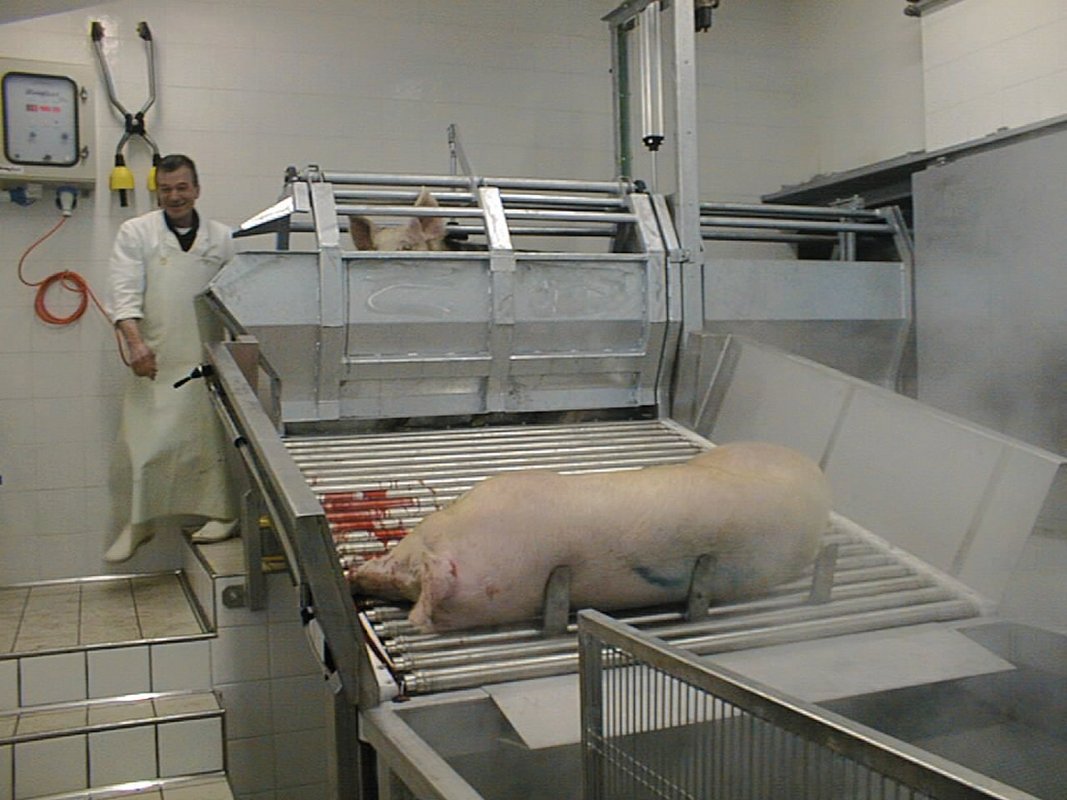 Pig processing, pig slaughtering equipment